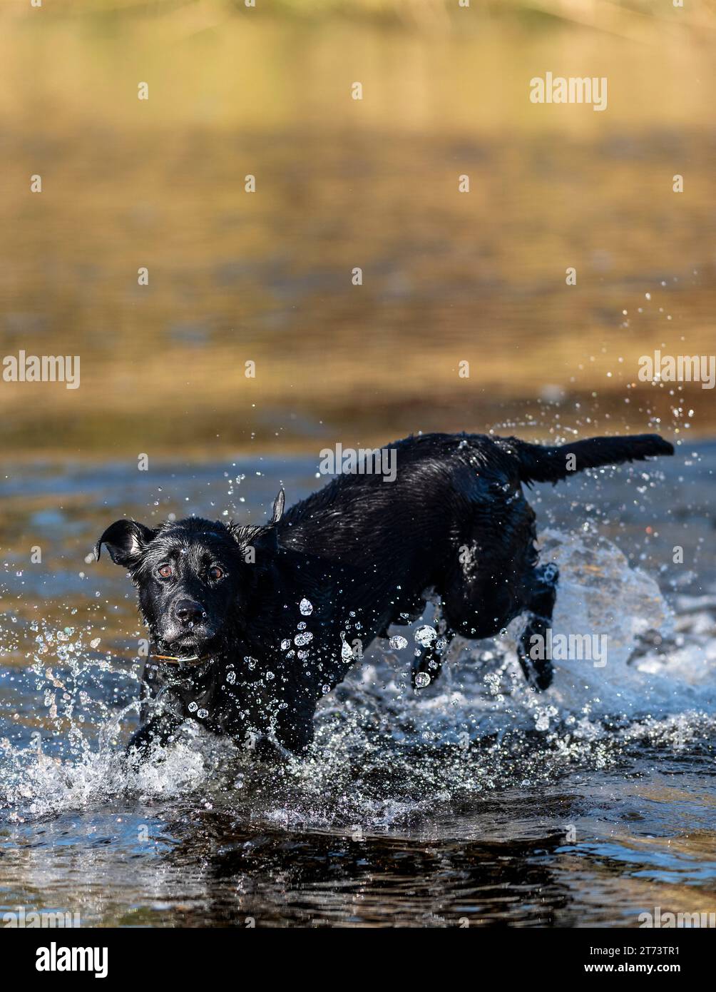 Black Lab running through the water while duck hunting Stock Photo - Alamy