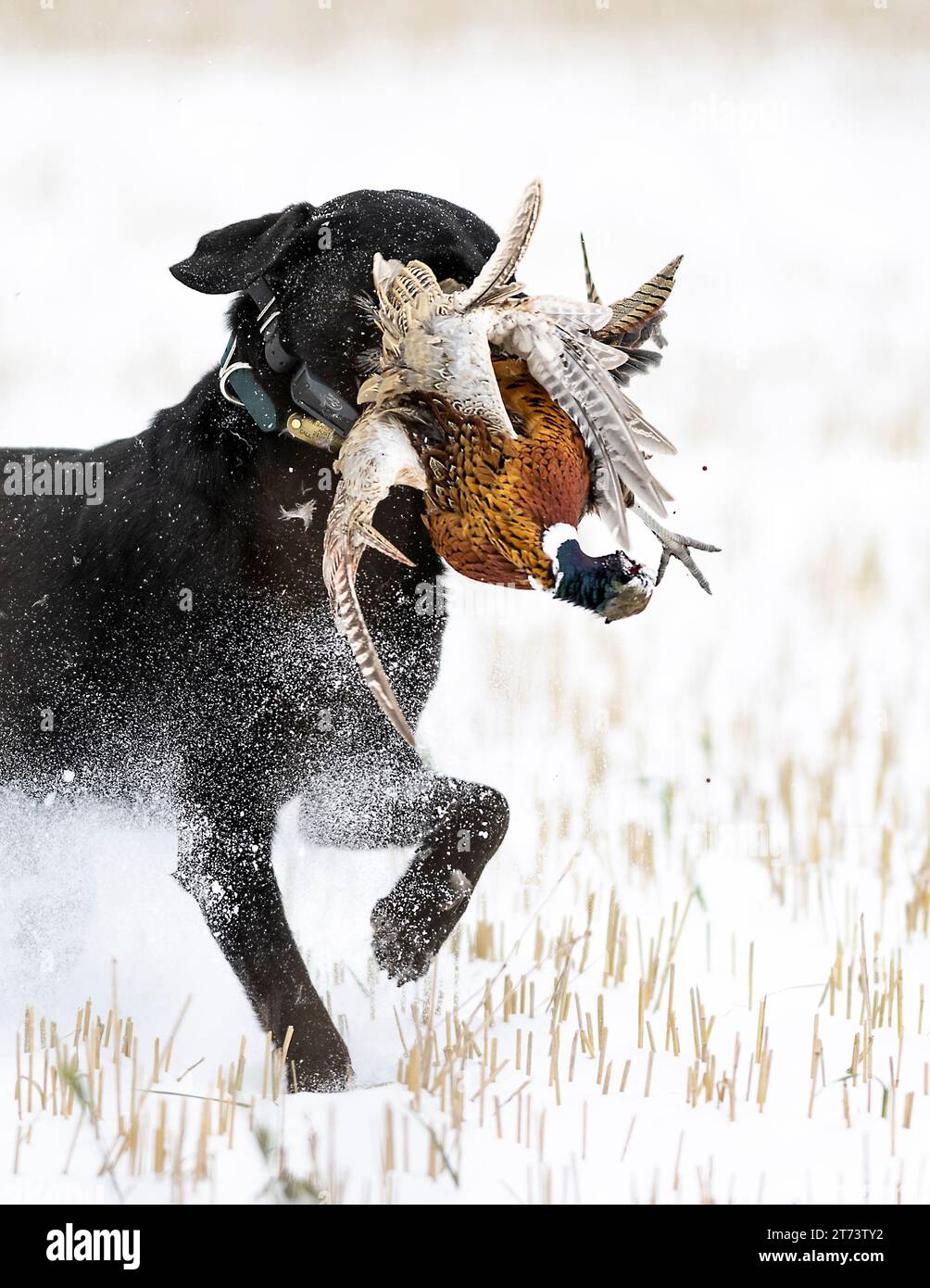 A Black Lab with a rooster pheasant Stock Photo - Alamy