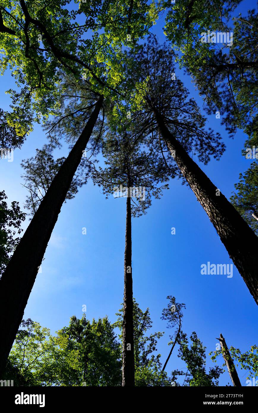 Abstract in Nature of overhead towering pine trees located in a North ...