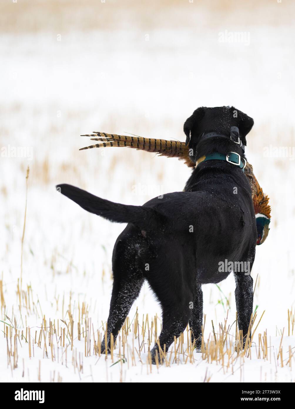 A Black Lab with a rooster pheasant Stock Photo - Alamy