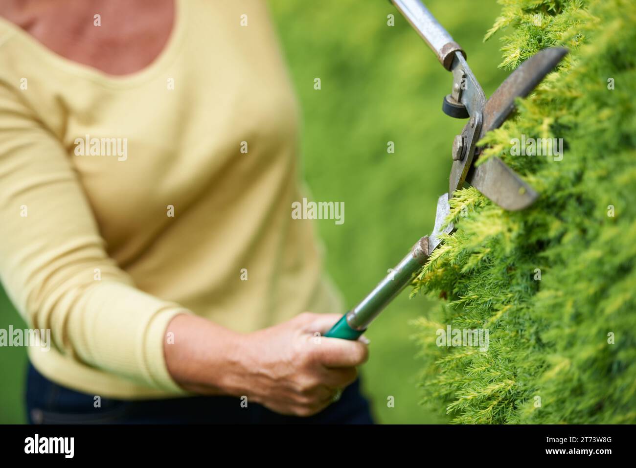 Closeup, hands and landscaping with shears in garden, outdoors or ...