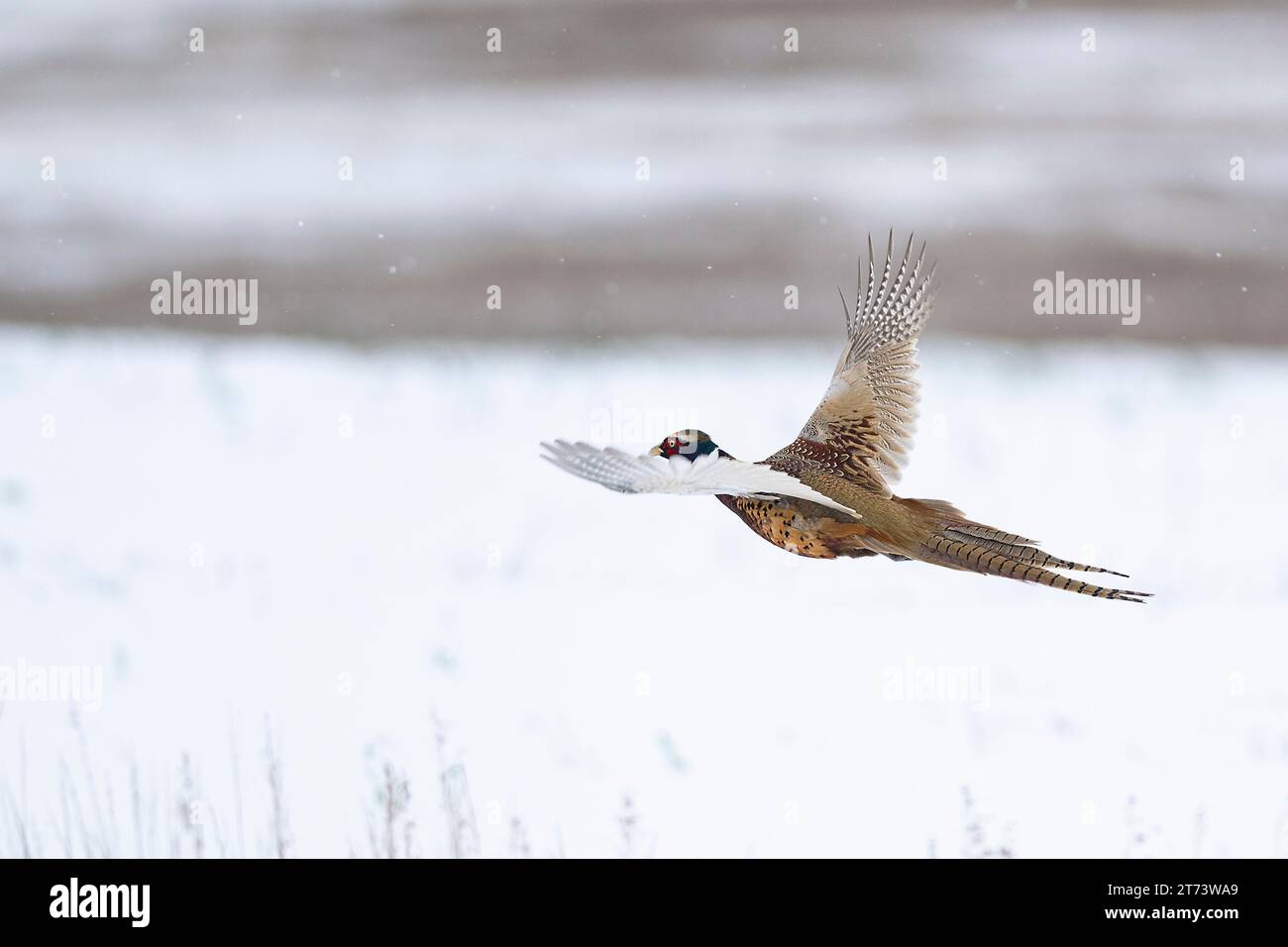 Flying Pheasant over the prairie in South Dakota Stock Photo - Alamy