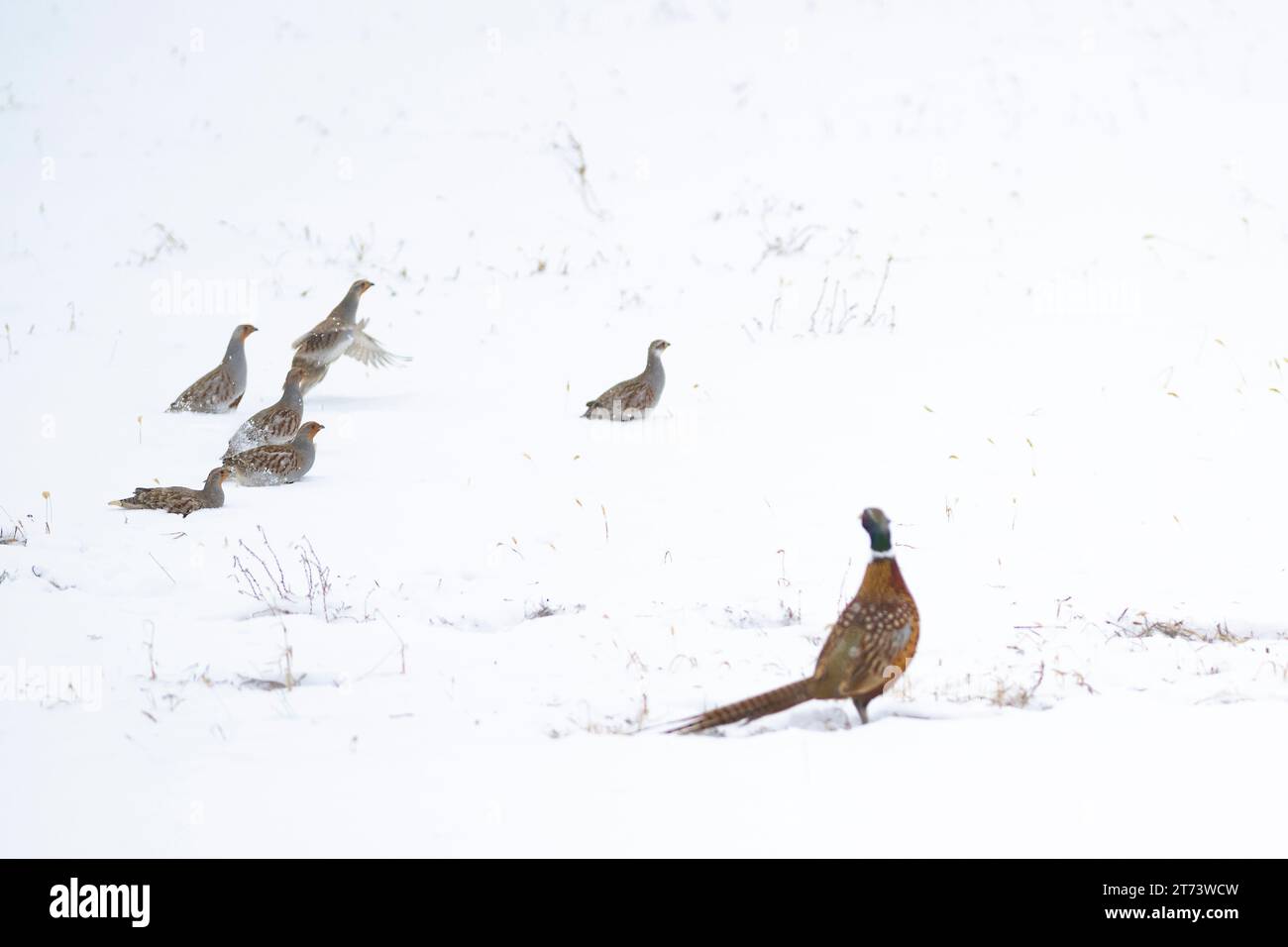Hungarian Partridge on a late fall day in the snow in North Dakota ...