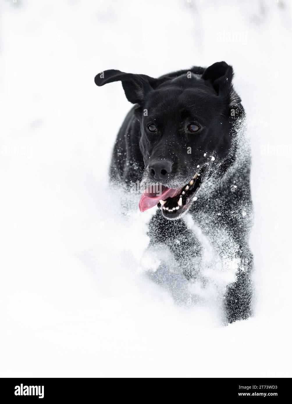 A Black Labrador Retriever in the snow while hunting Pheasants in North ...