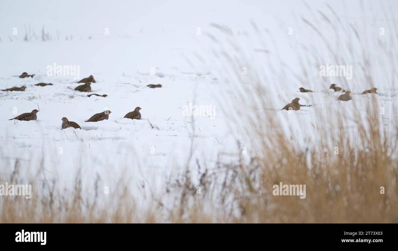 Hungarian Partridge on a late fall day in the snow in North Dakota ...
