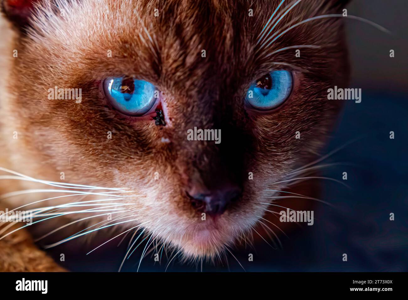 Close-up portrait of beautiful siamese cat with blue eyes Stock Photo - Alamy