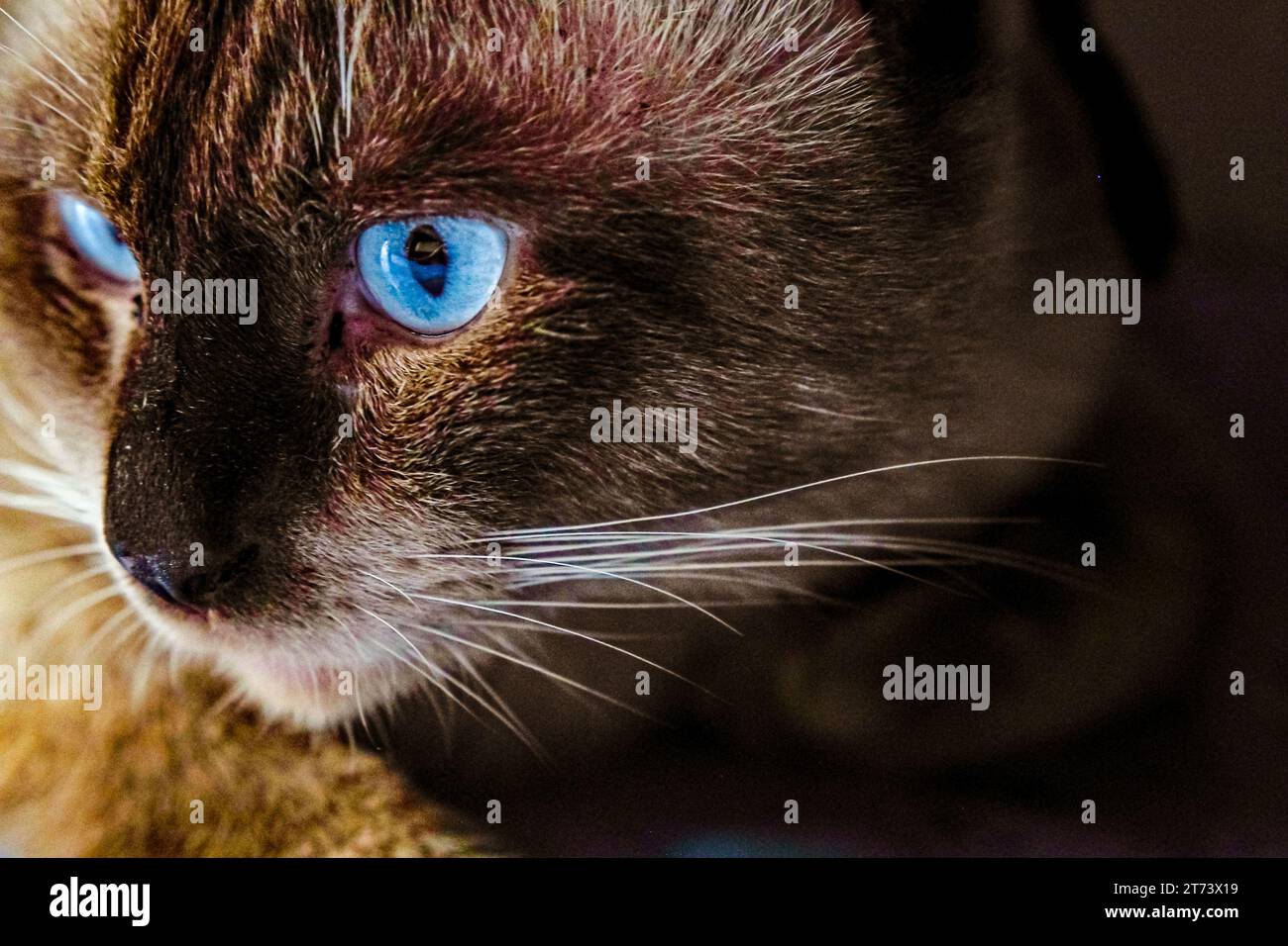 Close-up portrait of beautiful siamese cat with blue eyes Stock Photo - Alamy
