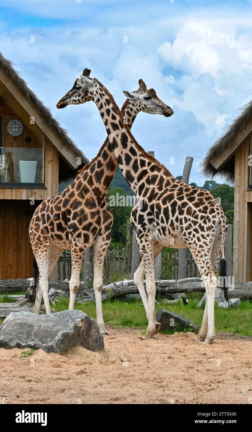 Two giraffes standing in a savanna habitat with wooden buildings in the ...