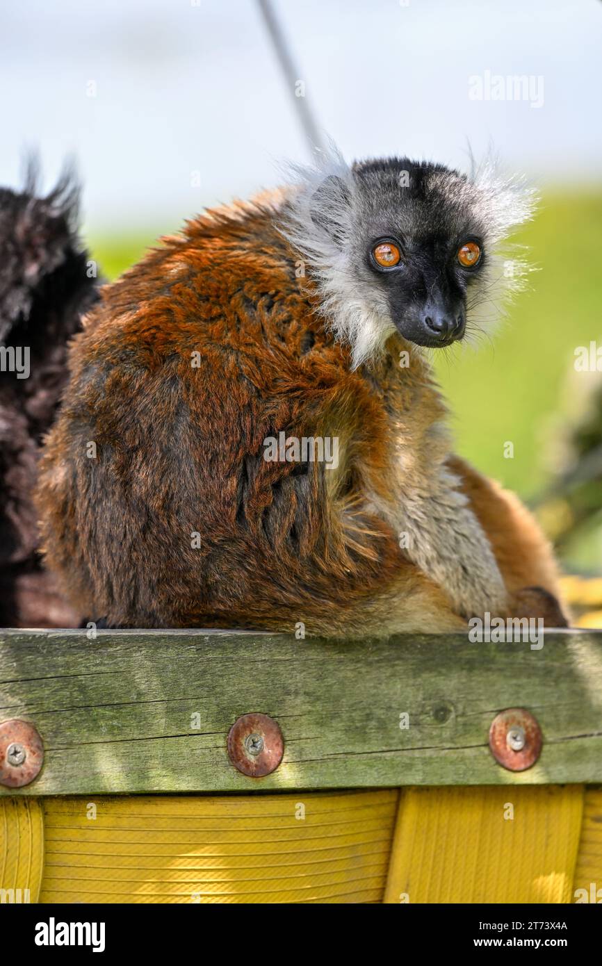 An adorable baby monkey perched in the back of a woven basket, looking ...