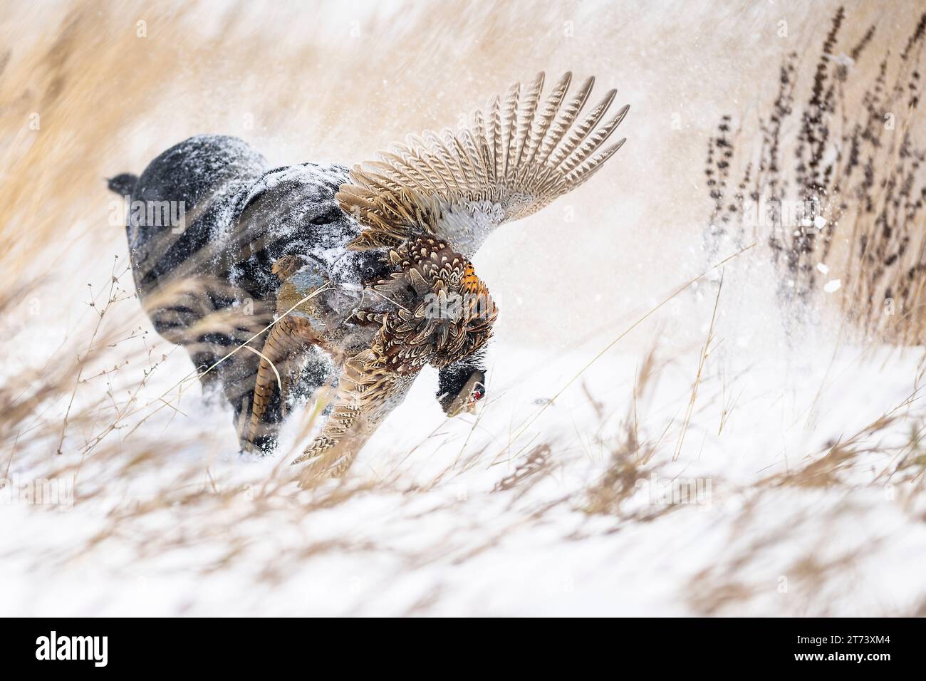 A Blak Lab with a Rooster Pheasant in South Dakota Stock Photo - Alamy
