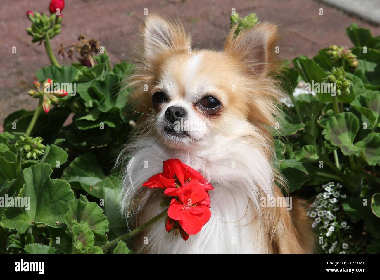 Longhaired Chihuahua portrait in a flower planter box with a red ...