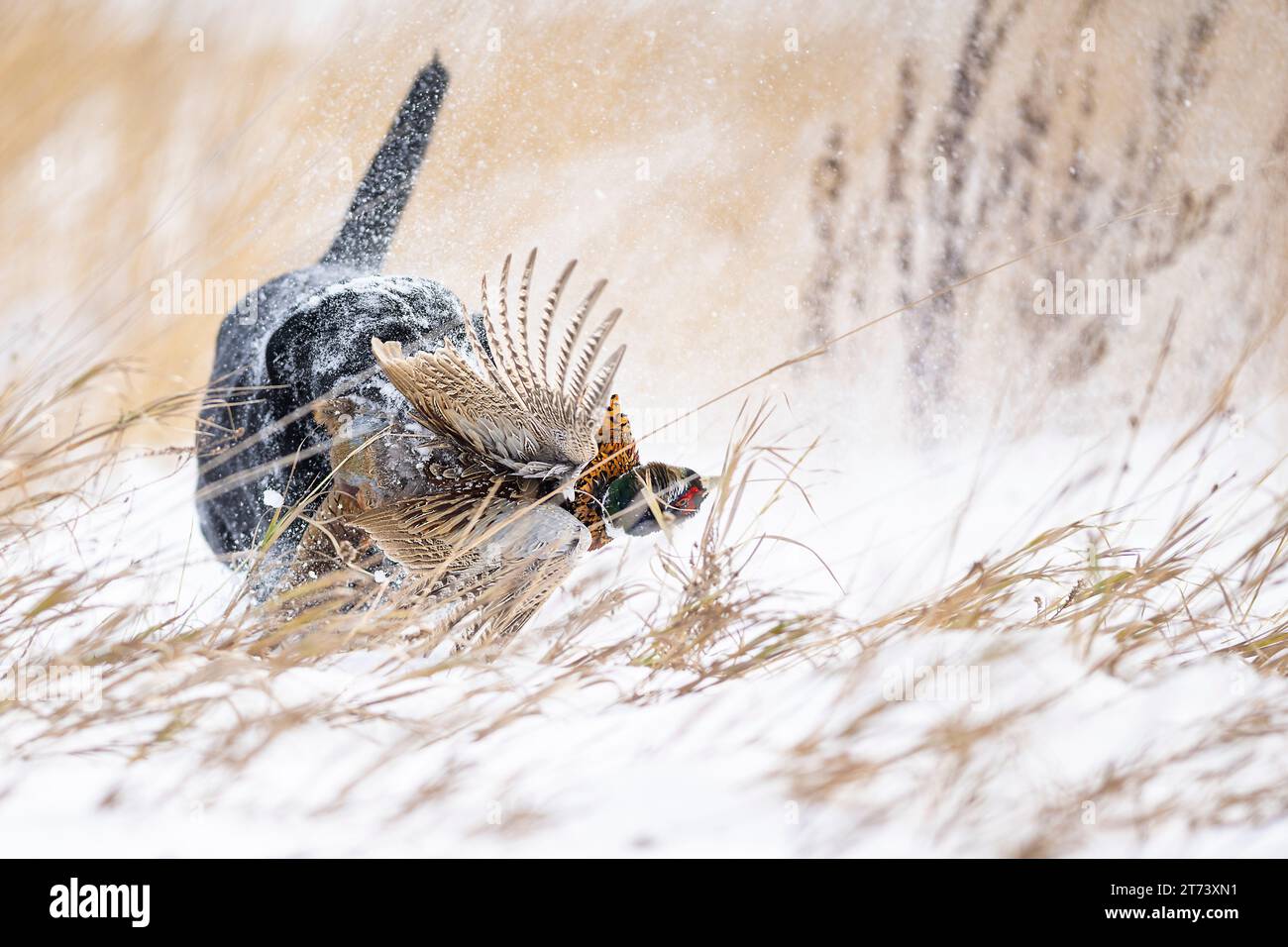 A Blak Lab with a Rooster Pheasant in South Dakota Stock Photo - Alamy