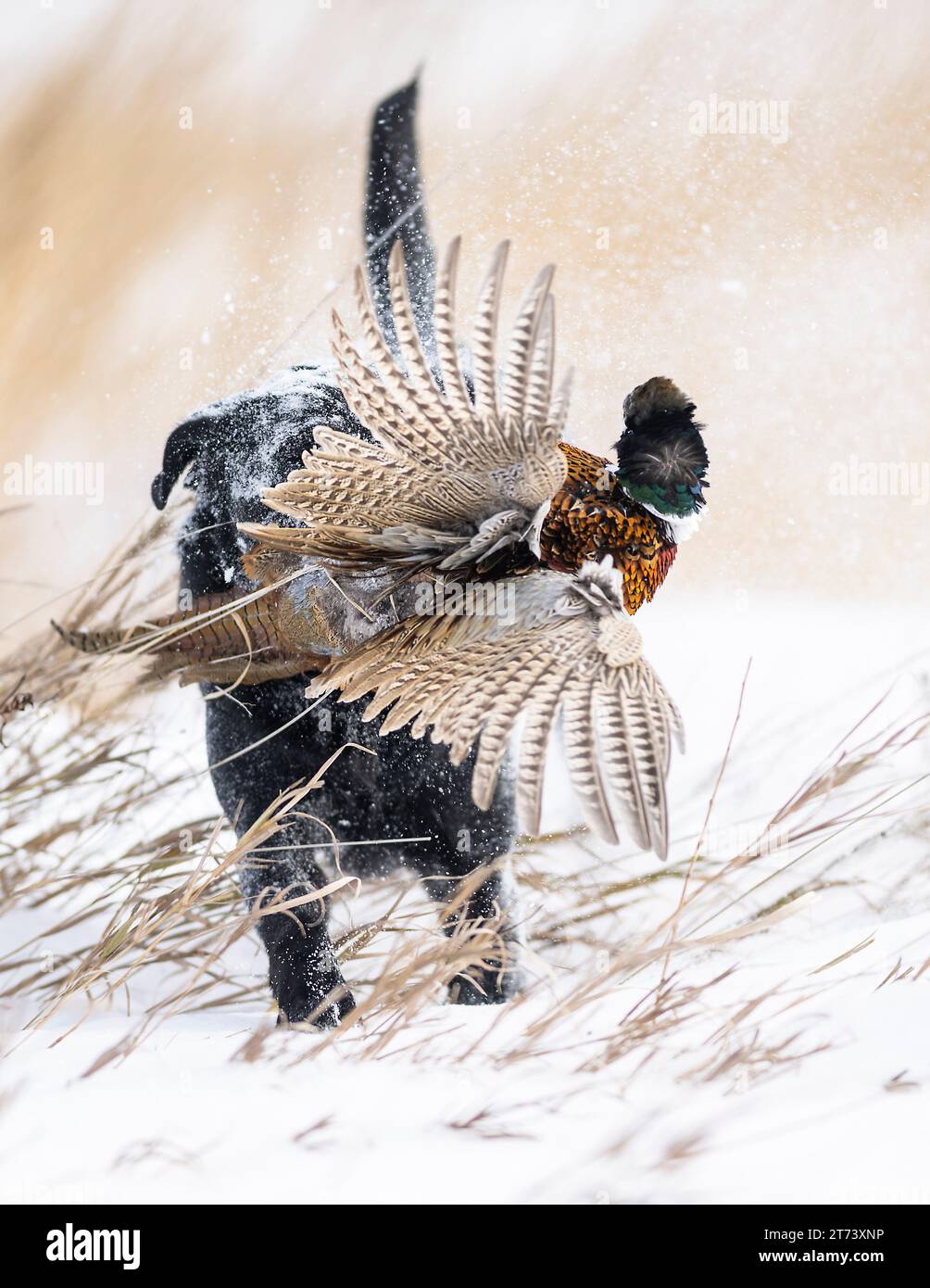 A Blak Lab with a Rooster Pheasant in South Dakota Stock Photo - Alamy
