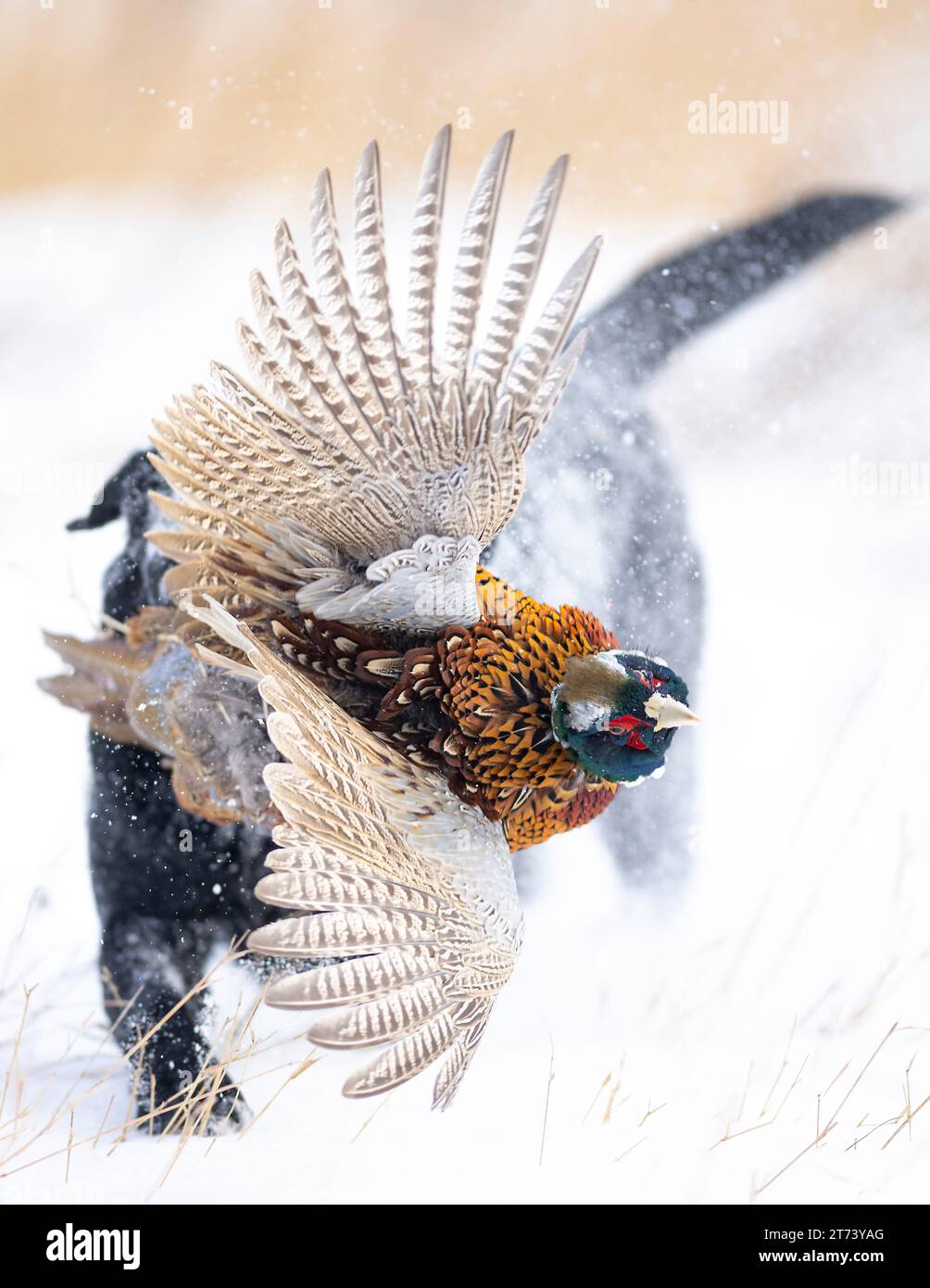 A Blak Lab with a Rooster Pheasant in South Dakota Stock Photo - Alamy