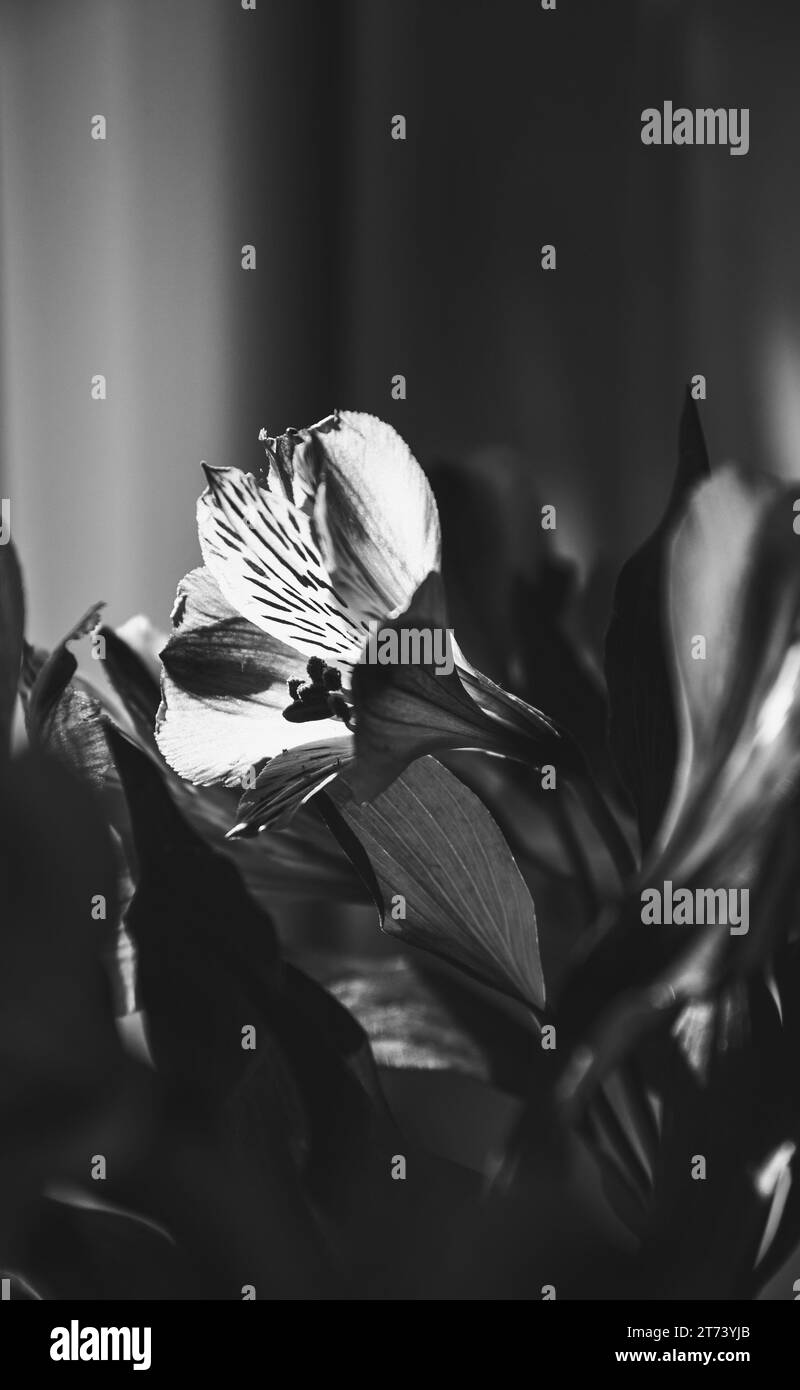 Curtain bouquet Black and White Stock Photos & Images - Alamy