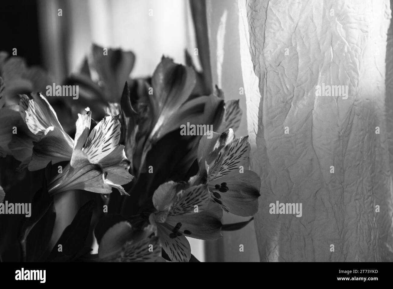 Beautiful lily flowers beetween light and shadow with crumpled tulle at ...