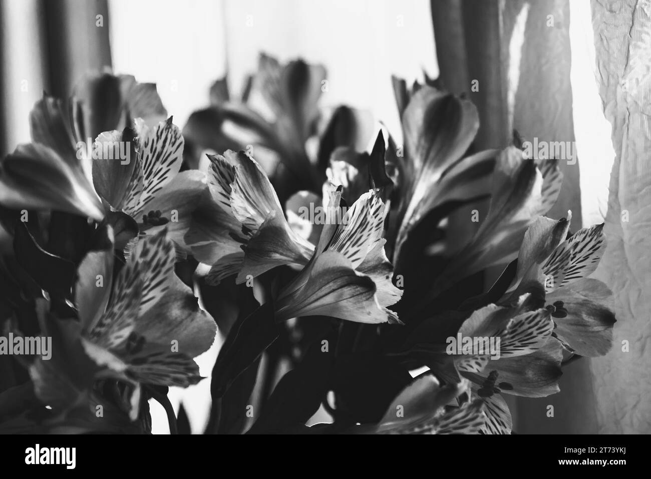 Beautiful lily flowers beetween light and shadow with crumpled tulle at ...