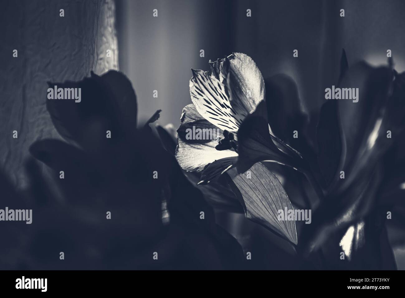 Beautiful lily flowers beetween light and shadow. Funeral flowers ...