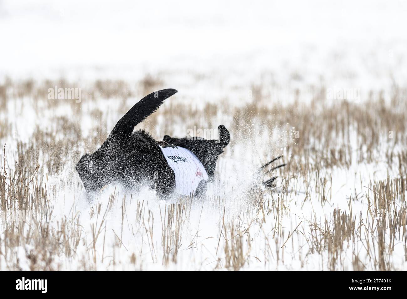 A Black Labrador Retriever in the snow while hunting Pheasants in North ...