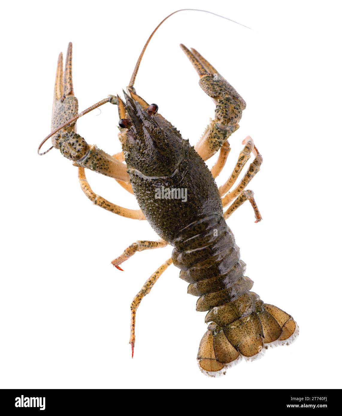 Live crayfish isolated on white background. Clipping path. Top view ...