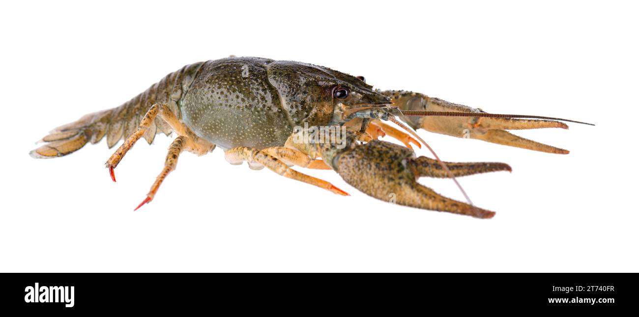 Raw crawfish fresh live crayfish Cut Out Stock Images & Pictures - Alamy