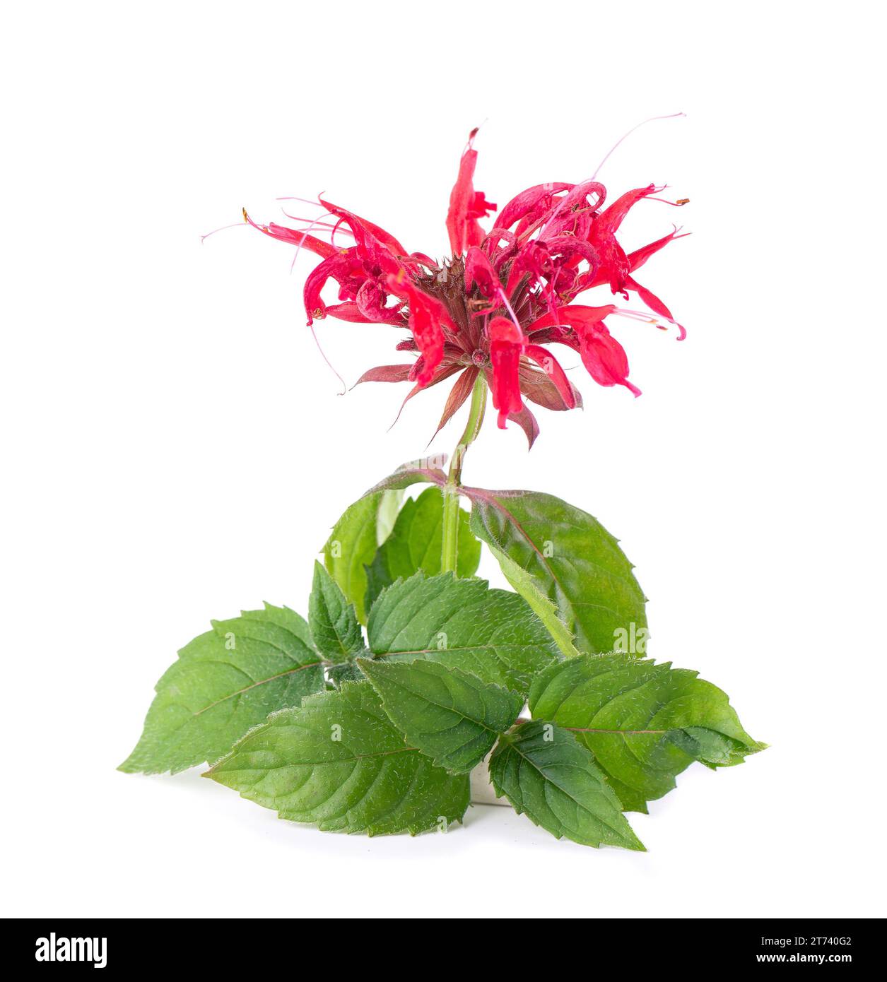 Bergamot flower with green leaves isolated on a white background ...