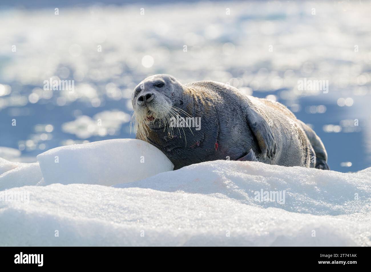 Bearded seal (Erignathus barbatus), Svalbard, Norway Stock Photo - Alamy
