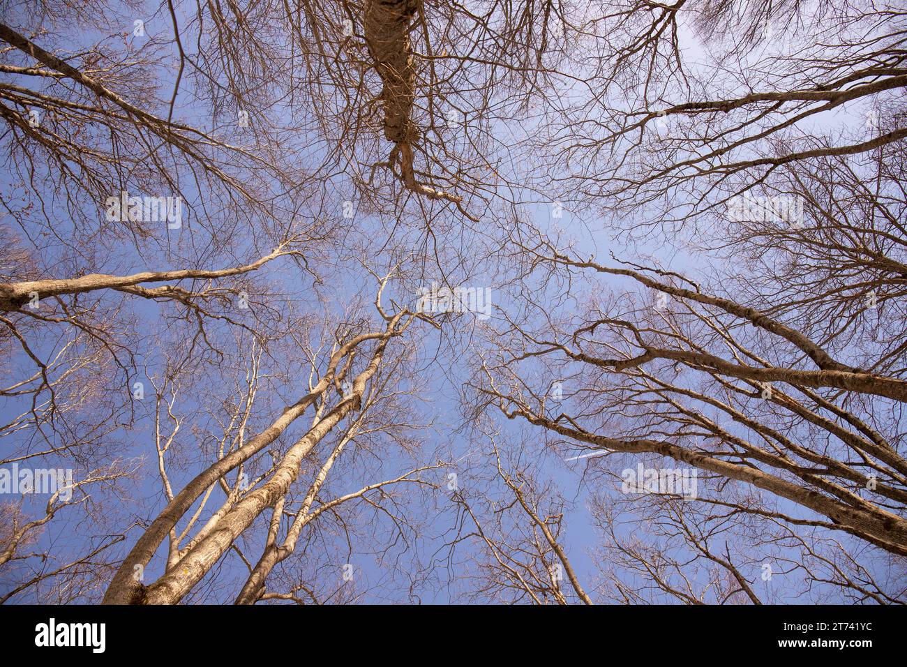 Tree branches reaching into the sky Stock Photo - Alamy