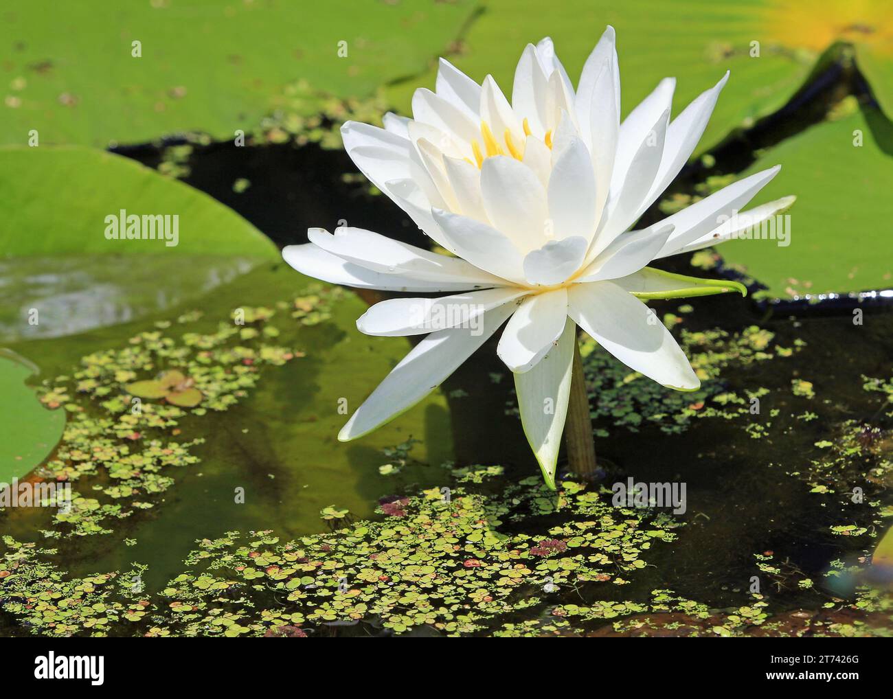 White water lily bloom hi-res stock photography and images - Alamy