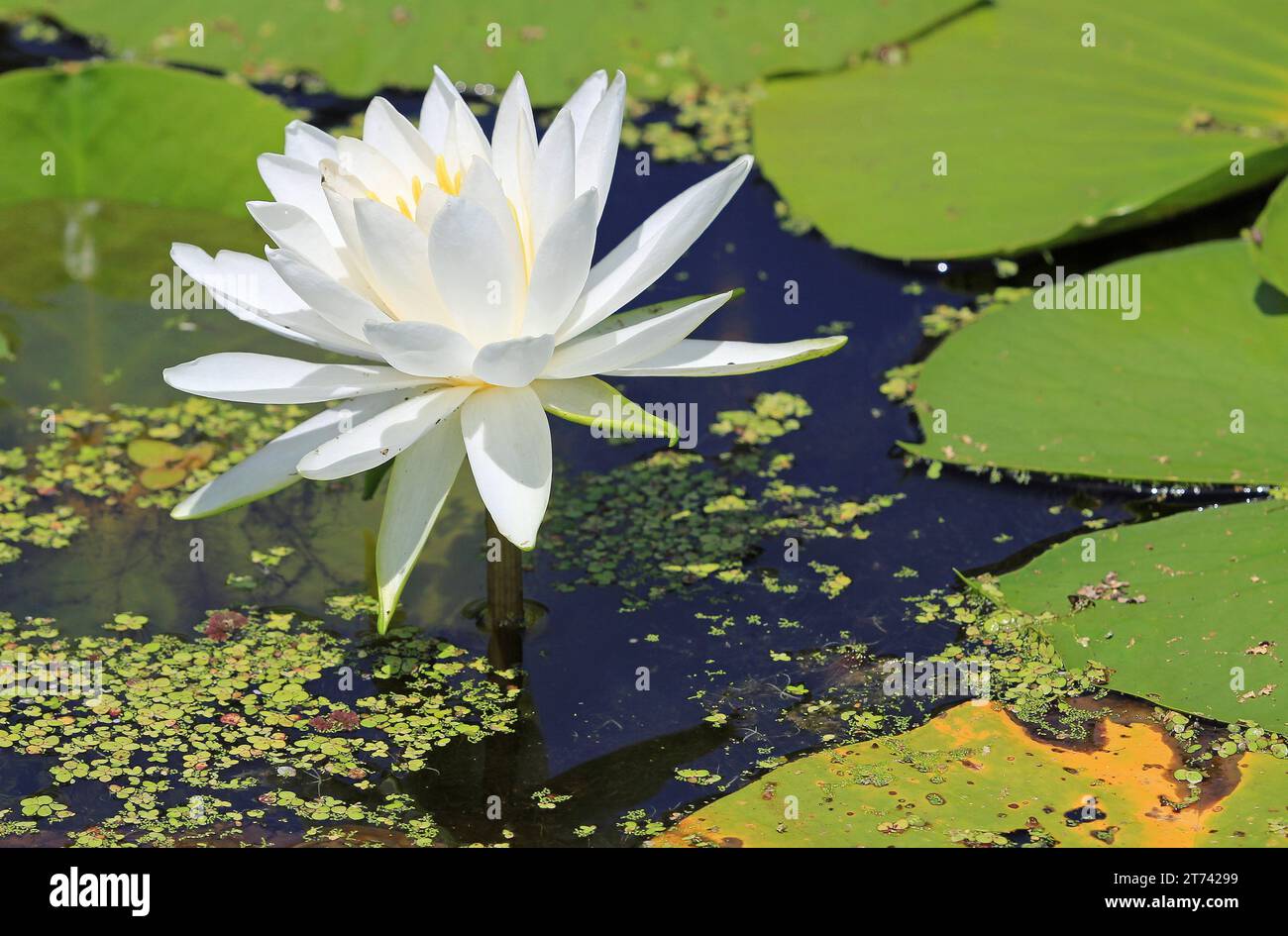 White water lily leaves hi-res stock photography and images - Alamy
