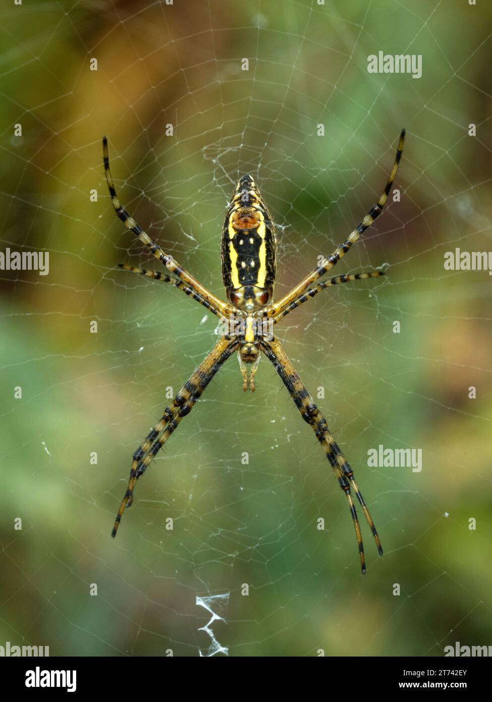 Beautiful subadult female banded garden spider (Argiope trifasciata) in ...