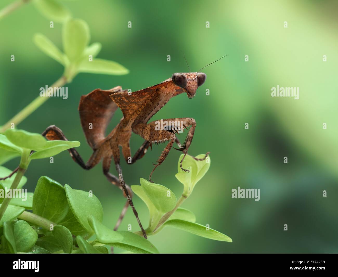 juvenile female dead leaf mantis (Deroplatys desiccata) creeping on a ...