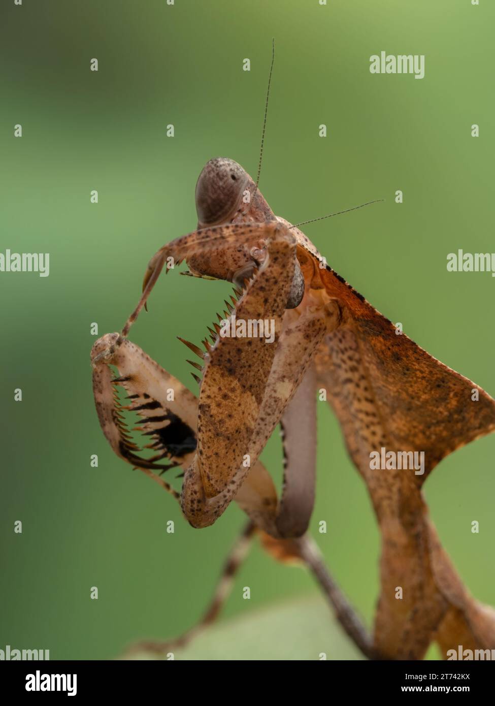 close-up of a dead leaf mantis (Deroplatys desiccata) cleaning its eyes ...