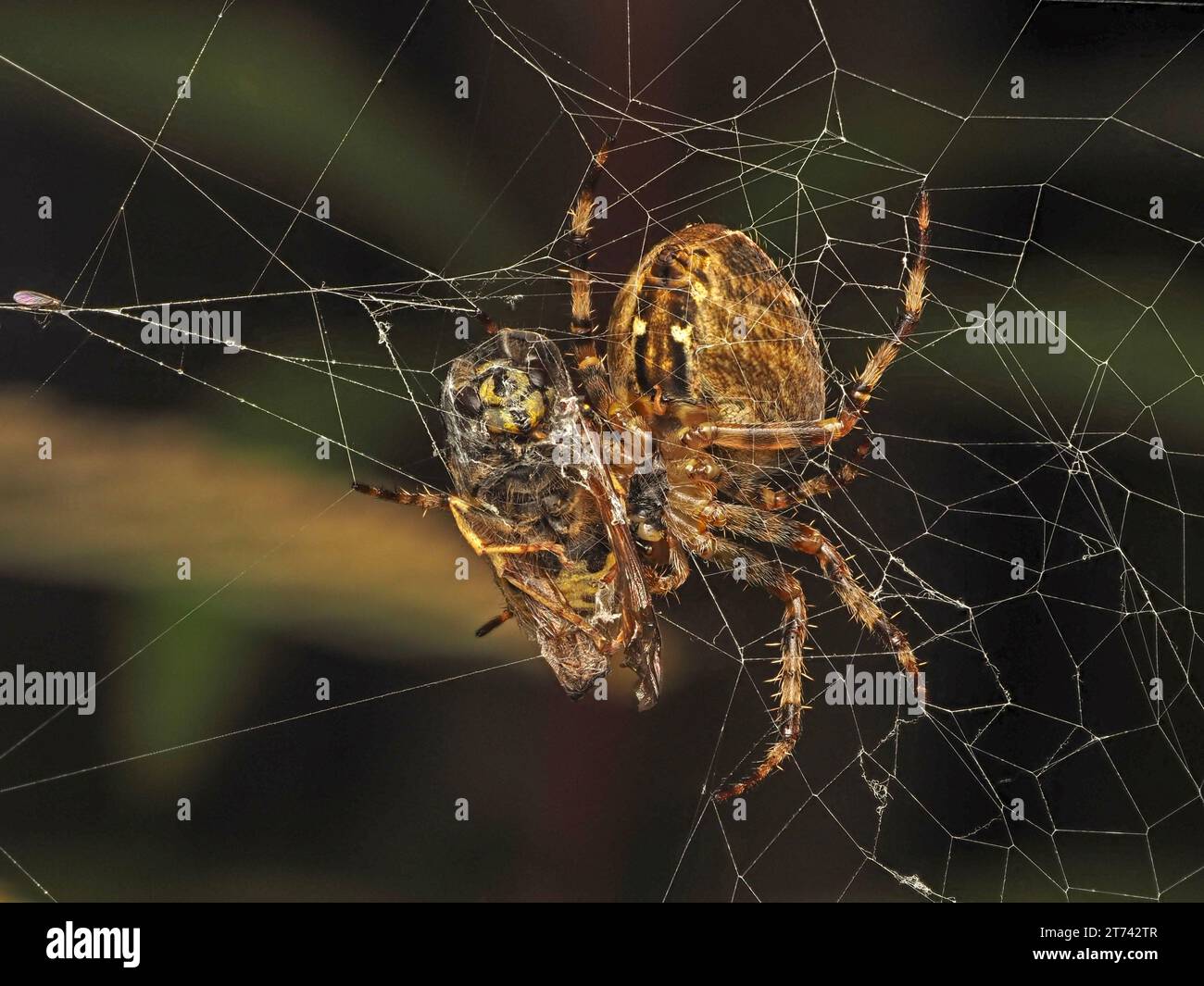 Female cross orb weaver spider (Araneus diadematus) feeding on a German ...