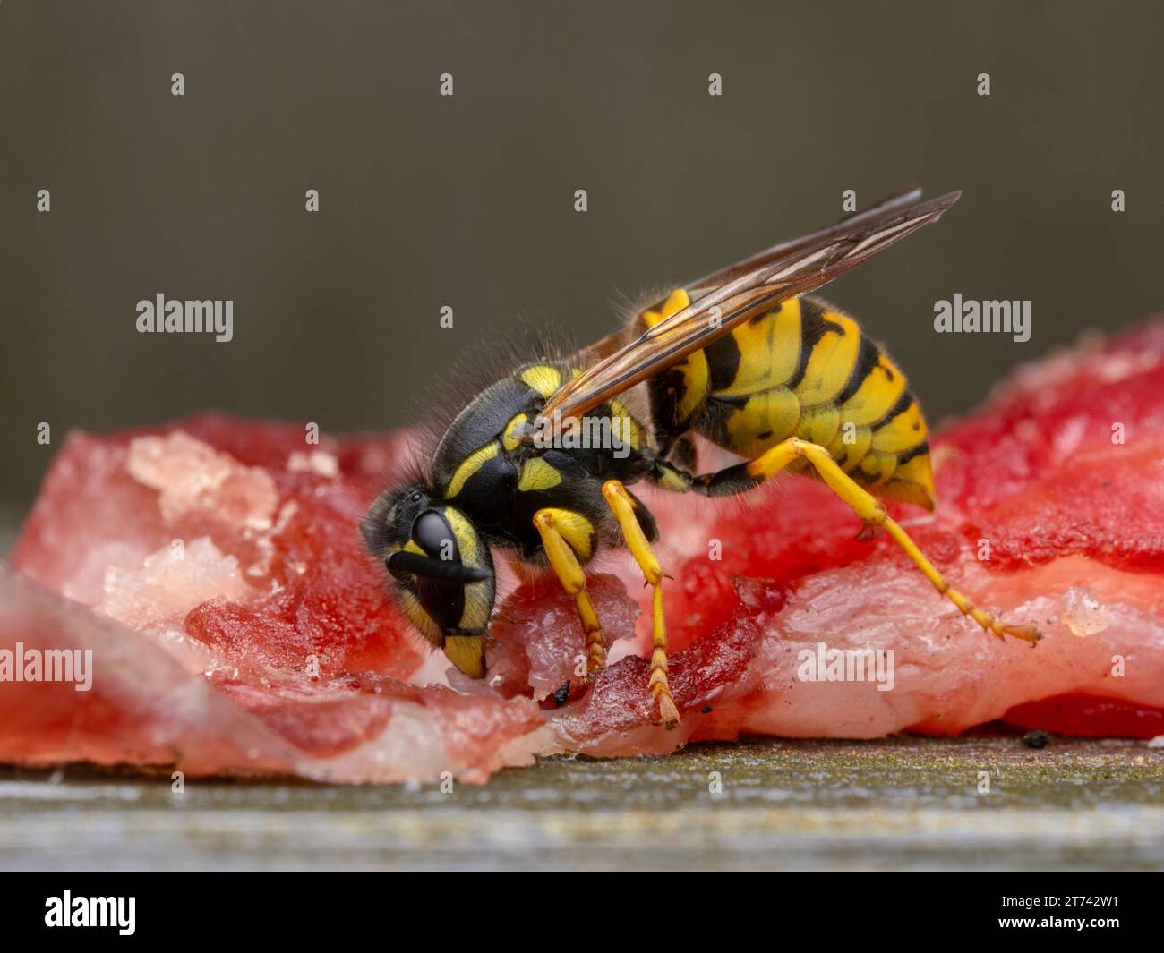 Close-up of a German yellowjacket wasp (Vespula germanica) cutting a ...