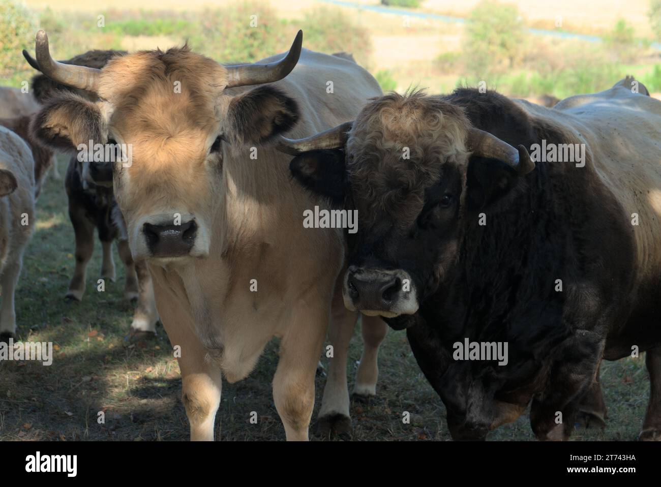 Aubrac cow and bull in their meadow in the Auvergne, France Stock Photo ...