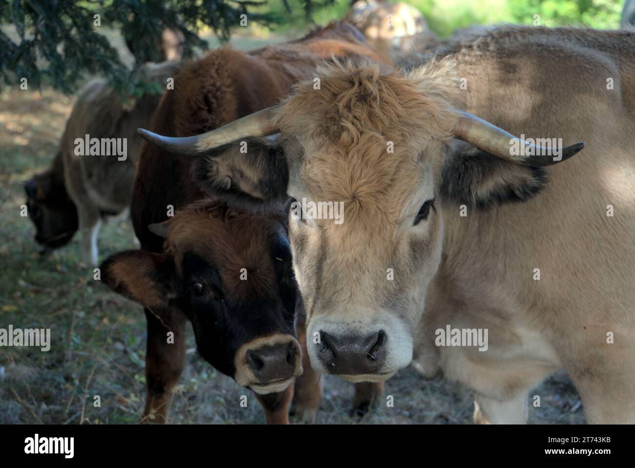 Aubrac cow and calf in their meadow in Auvergne, France Stock Photo - Alamy