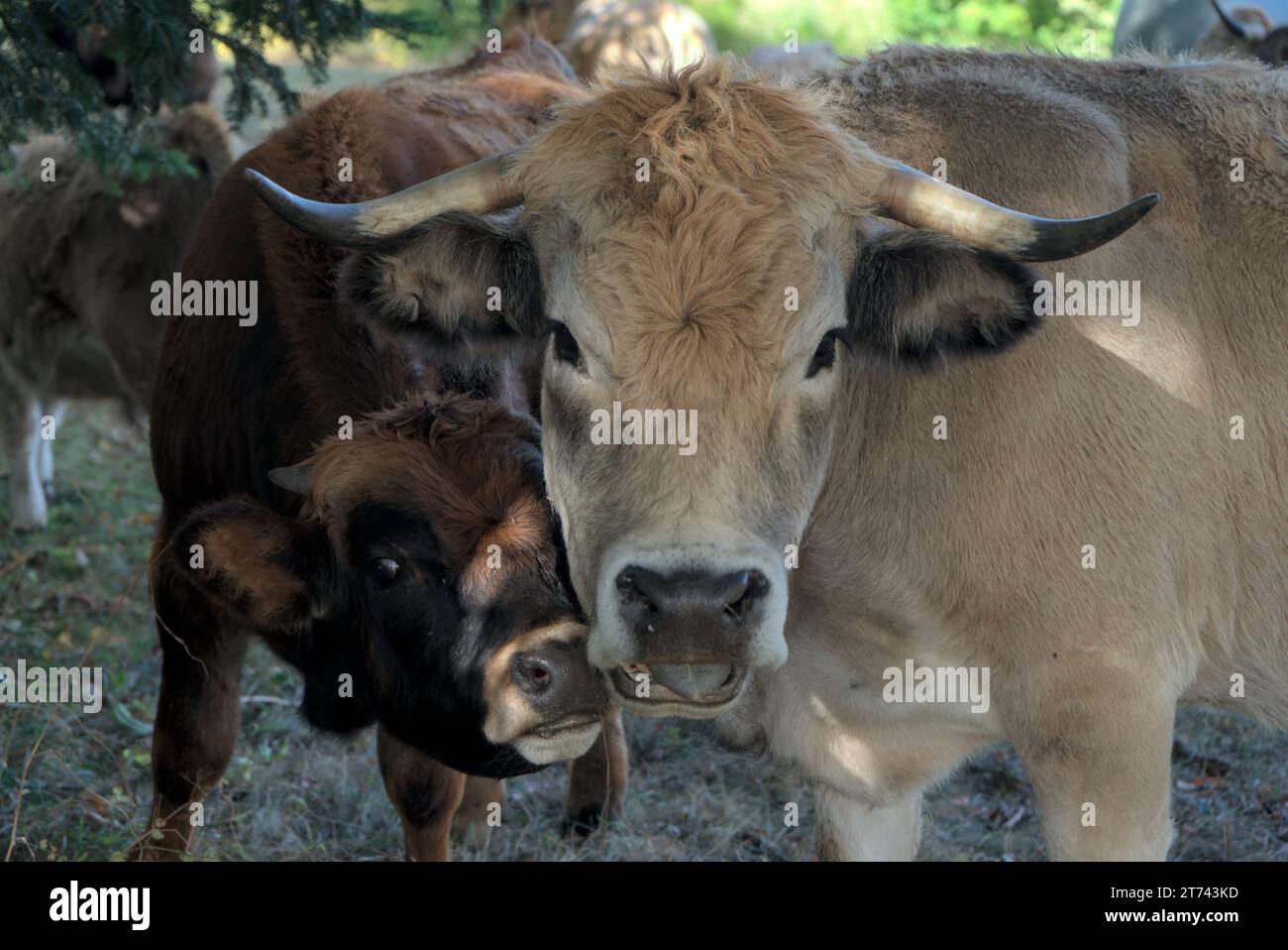 Aubrac cow and calf in their meadow in Auvergne, France Stock Photo - Alamy