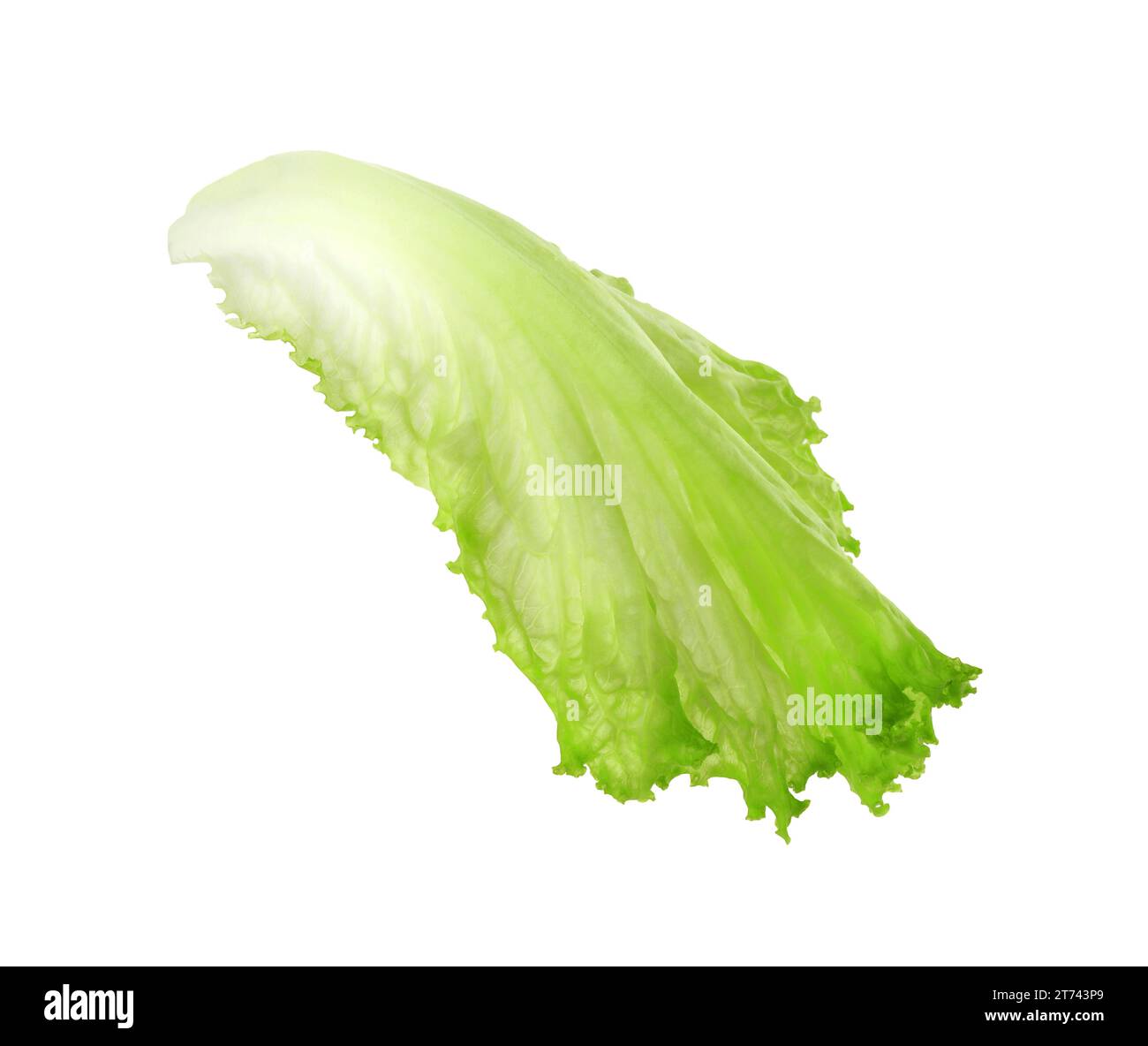 One green lettuce leaf isolated on white. Salad greens Stock Photo - Alamy
