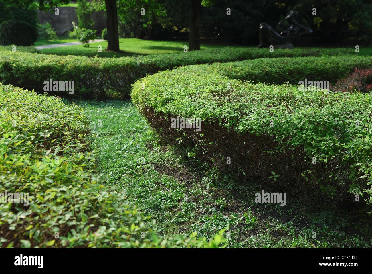 Green hedge growing in park. Gardening and landscaping Stock Photo - Alamy
