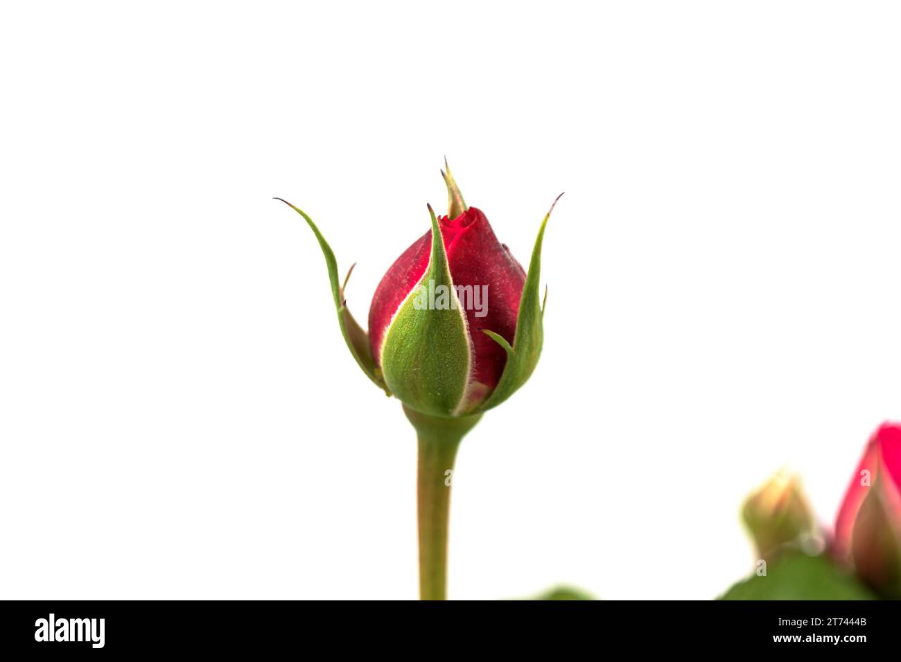 a single closed red rose on a white background, close up image Stock ...