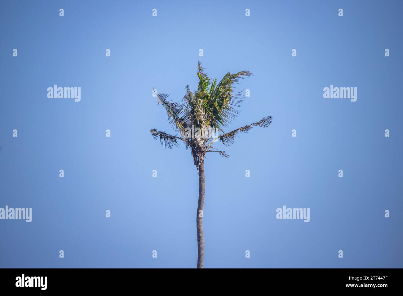 Large palm tree in front of a white sky, the tropical plant stands ...