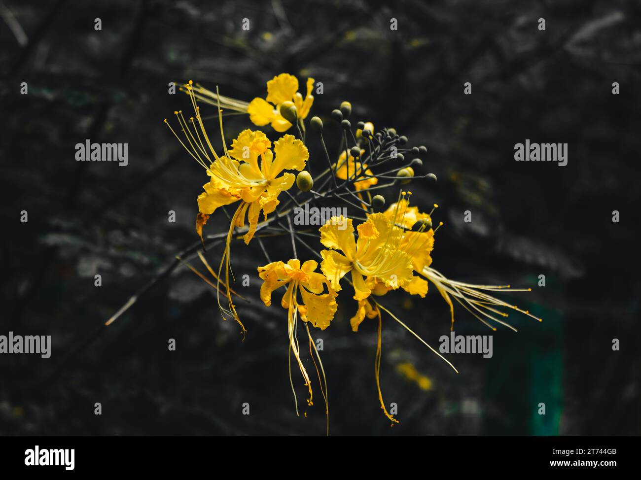 Beautiful Yellow Peacock Flowers (also known as Caesalpinia pulcherrima ...