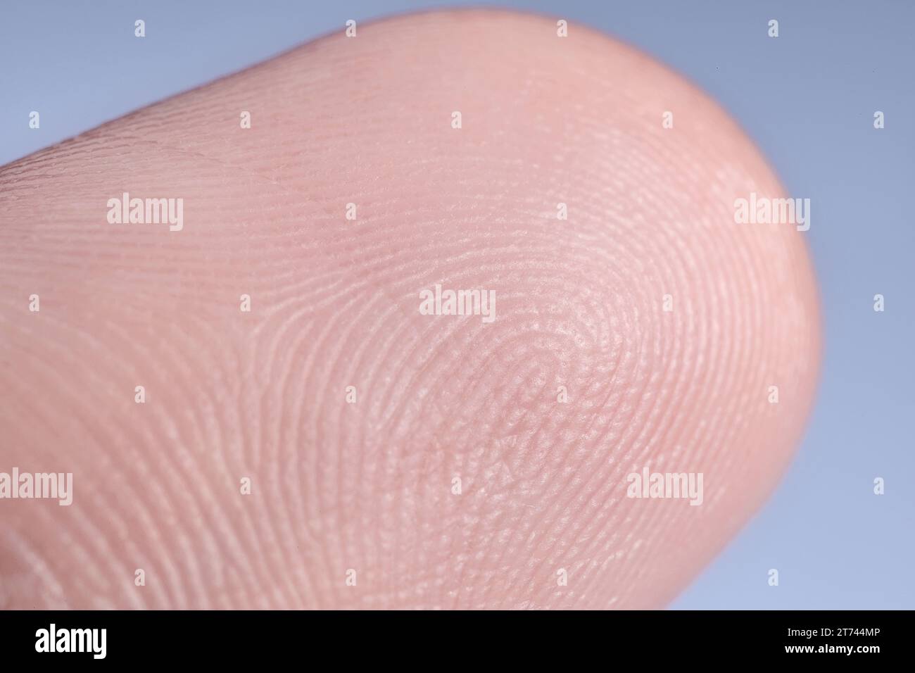 Finger with friction ridges on light blue background, macro view Stock ...