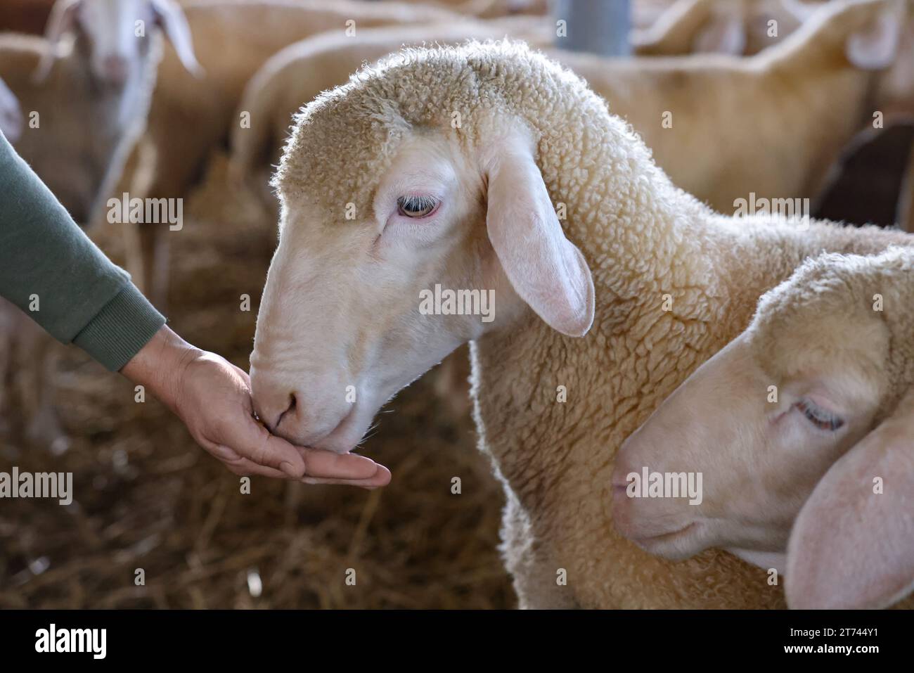 Man feeding sheep on farm, closeup. Cute animals Stock Photo - Alamy