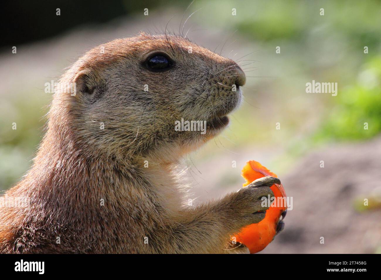Prairie dogs (genus Cynomys) are herbivorous burrowing rodents native ...