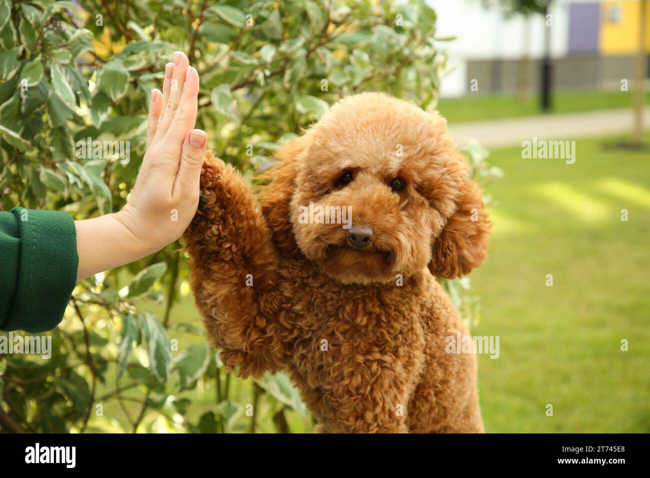 Cute dog giving high five to woman outdoors, closeup Stock Photo - Alamy