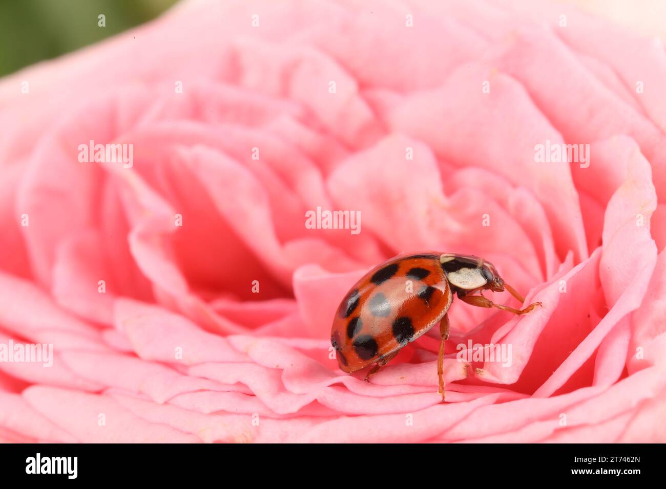 Little red ladybug on pink hi-res stock photography and images - Alamy