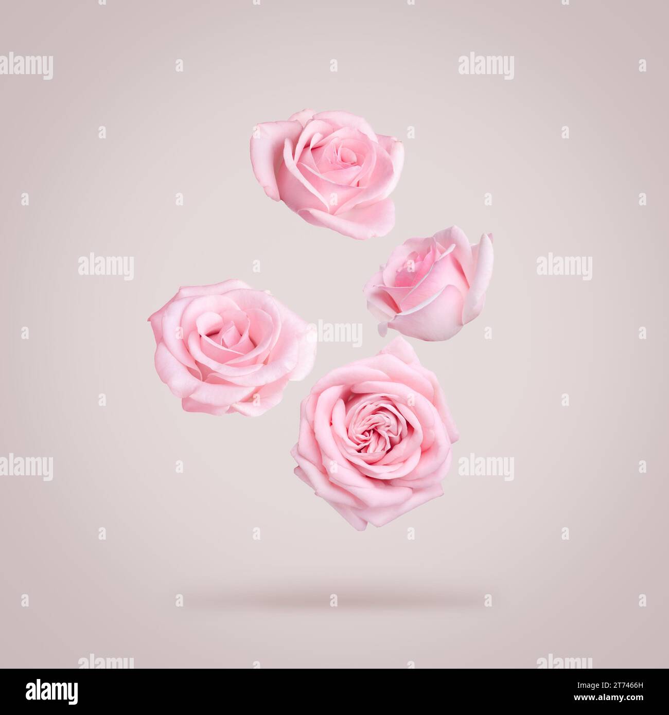 Beautiful pink roses falling on dusty beige background Stock Photo - Alamy