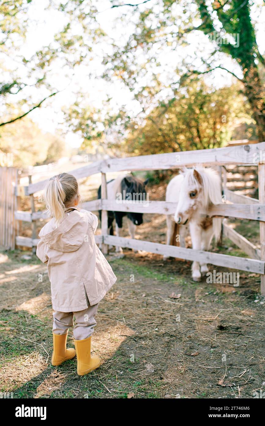 Little girl stands in front of ponies standing behind a wooden fence in ...